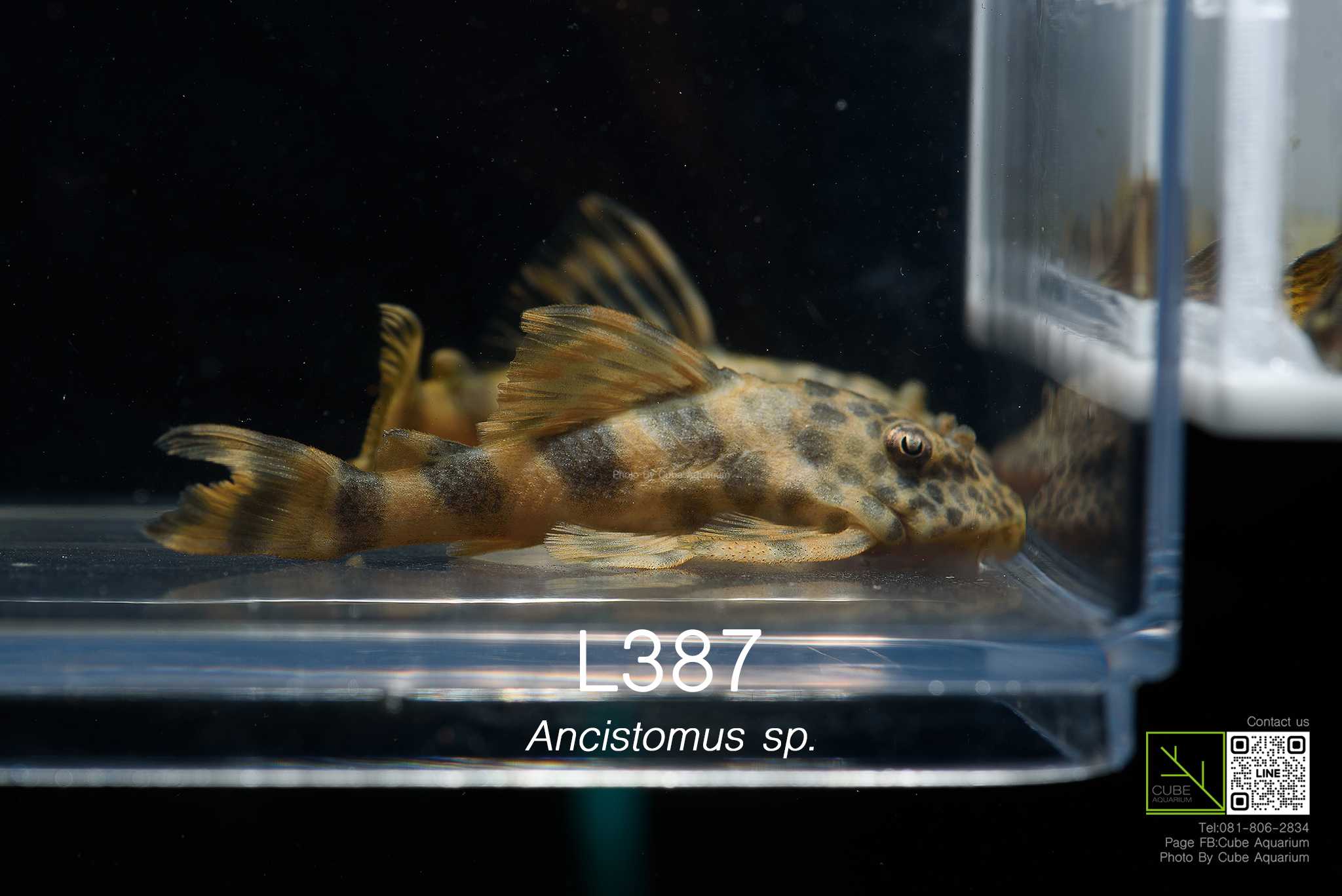 | ปลาก้นตู้ | LINE SHOPPING