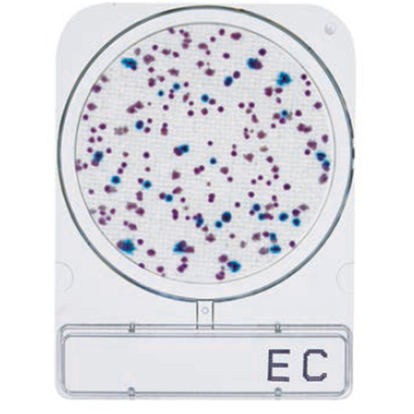 ชุดทดสอบ E.Coli and Coliform ในน้ำและน้ำแข็ง ( Compact Dry EC) | LINE ...