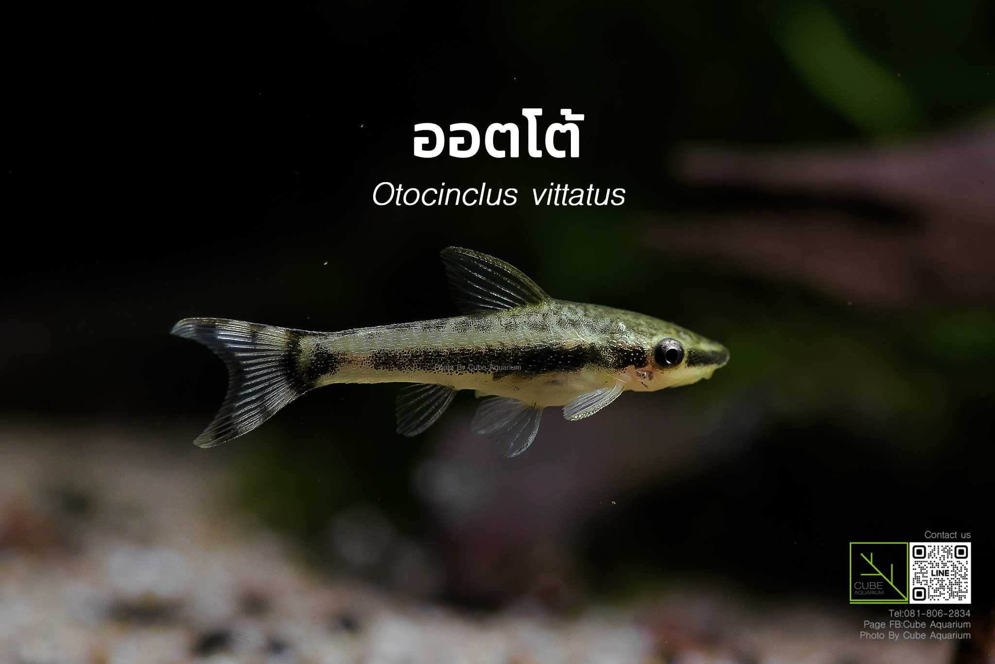 | ปลาก้นตู้ | LINE SHOPPING