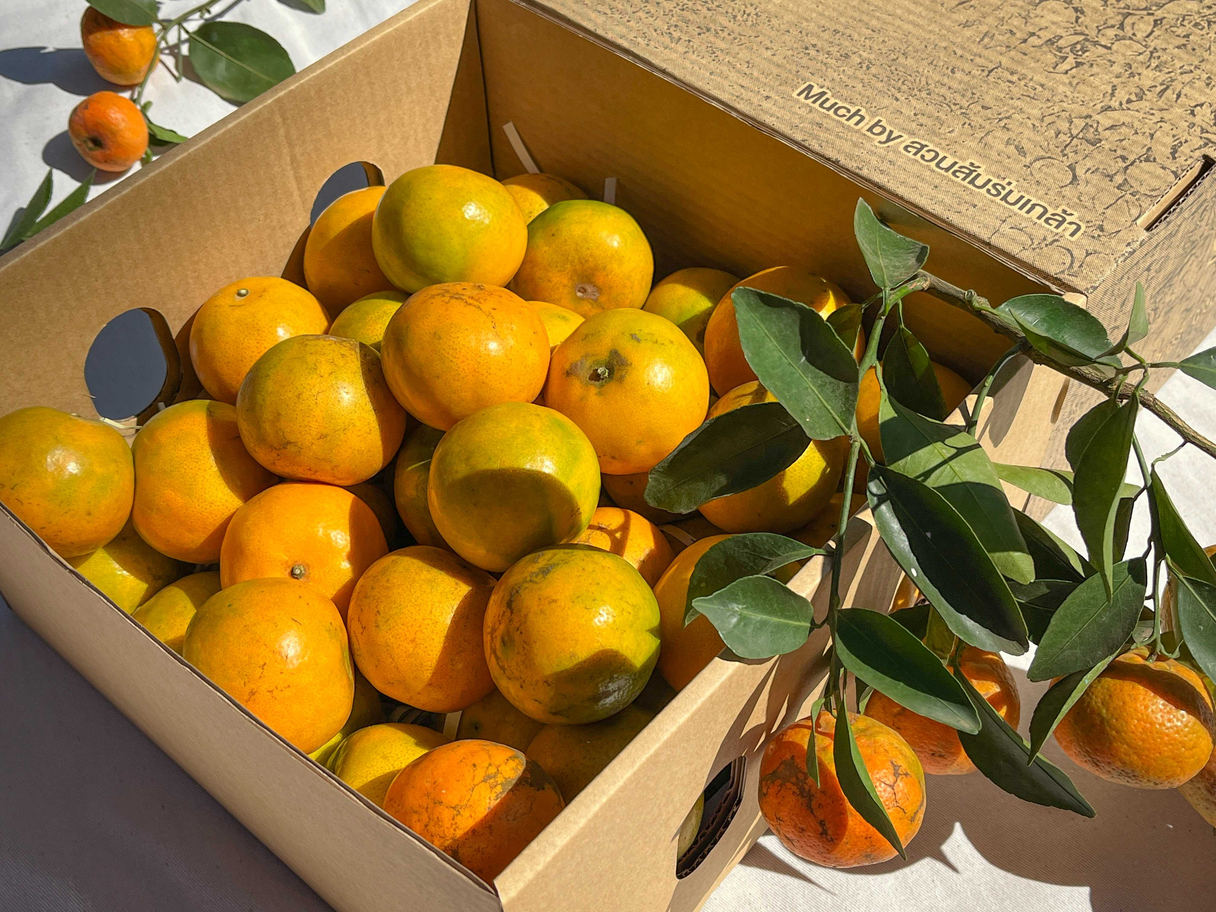 มีจำกัด!! สายน้ำผึ้ง L (No.84) ทานผลขนาดกลาง| Much by สวนส้มร่มเกล้า ...