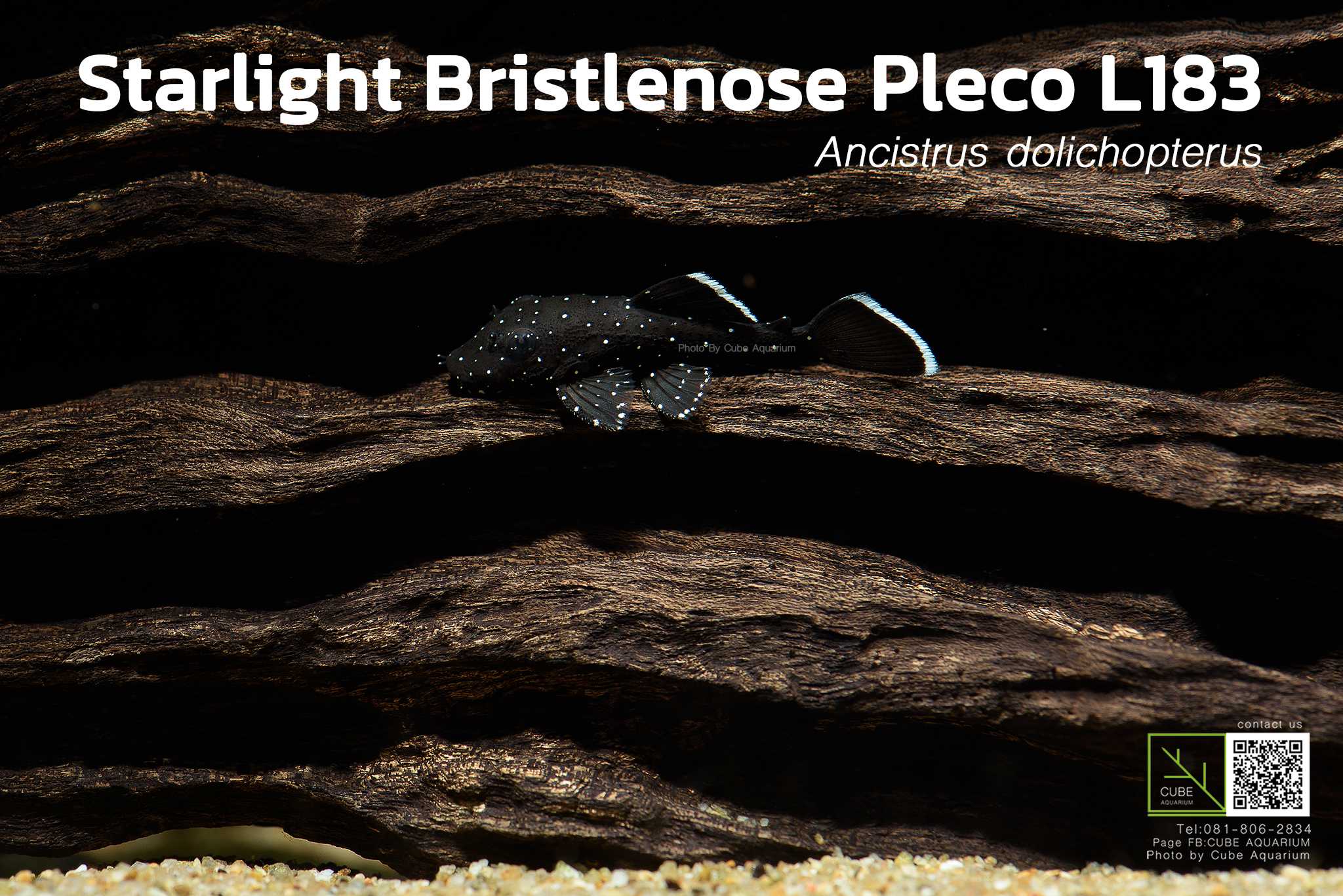 | ปลาก้นตู้ | LINE SHOPPING