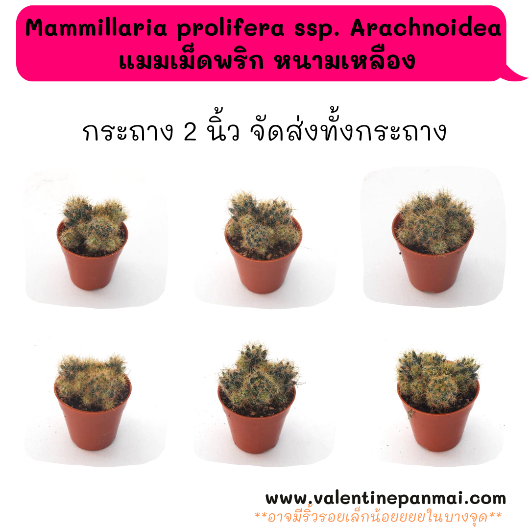 MT077 Mammillaria prolifera ssp. Arachnoidea แมมเม็ดพริก หนามเหลือง ...