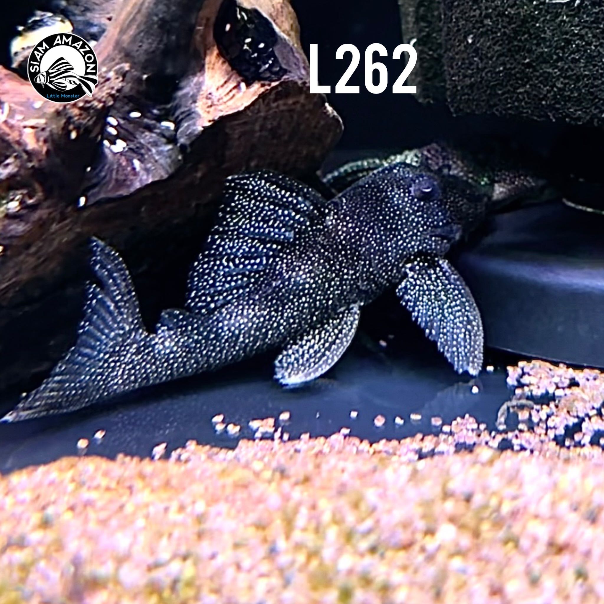 | ปลาดูดไซส์เล็ก Hypancistrus | LINE SHOPPING