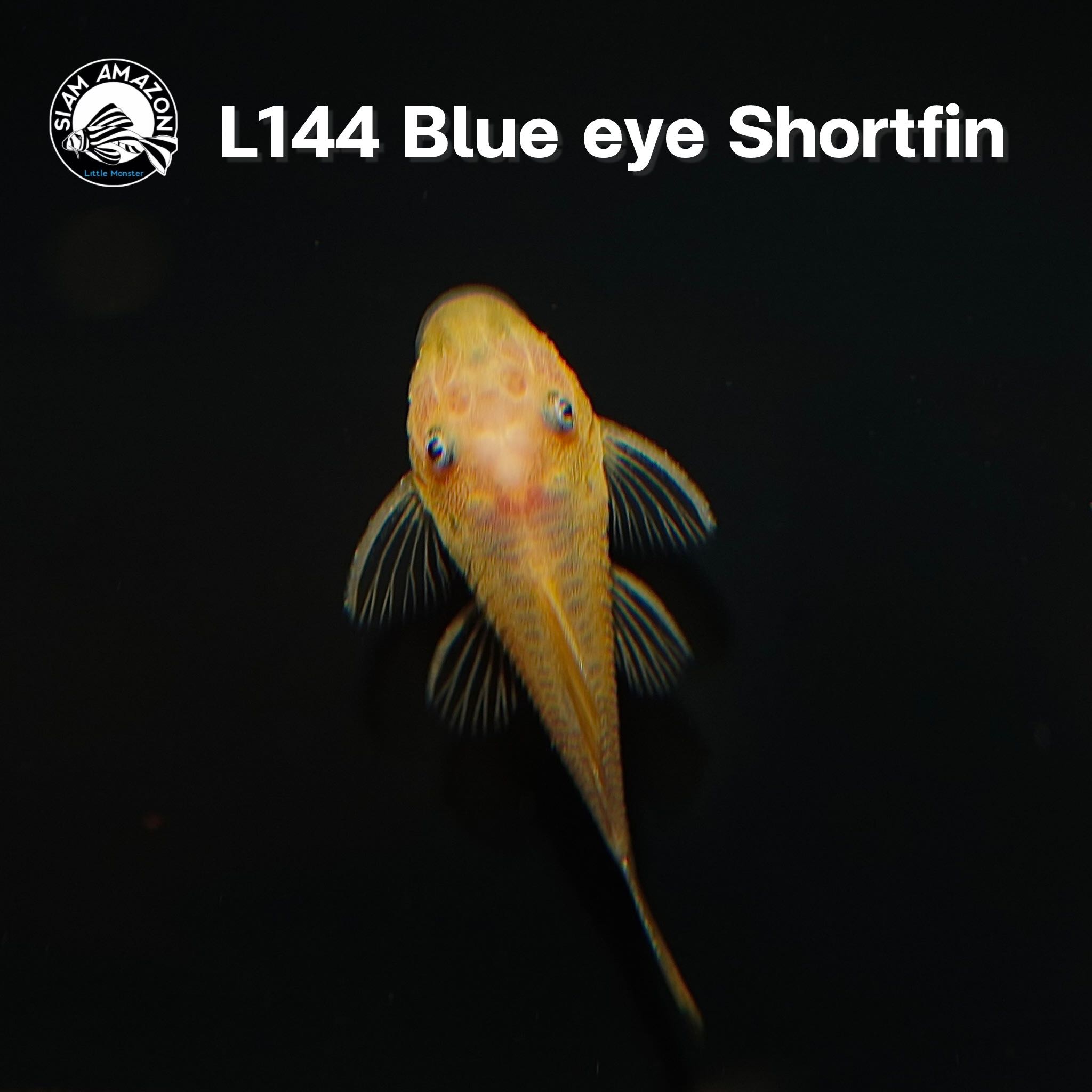 | ปลาดูด ปลาซัคเกอร์ Plecos | LINE SHOPPING