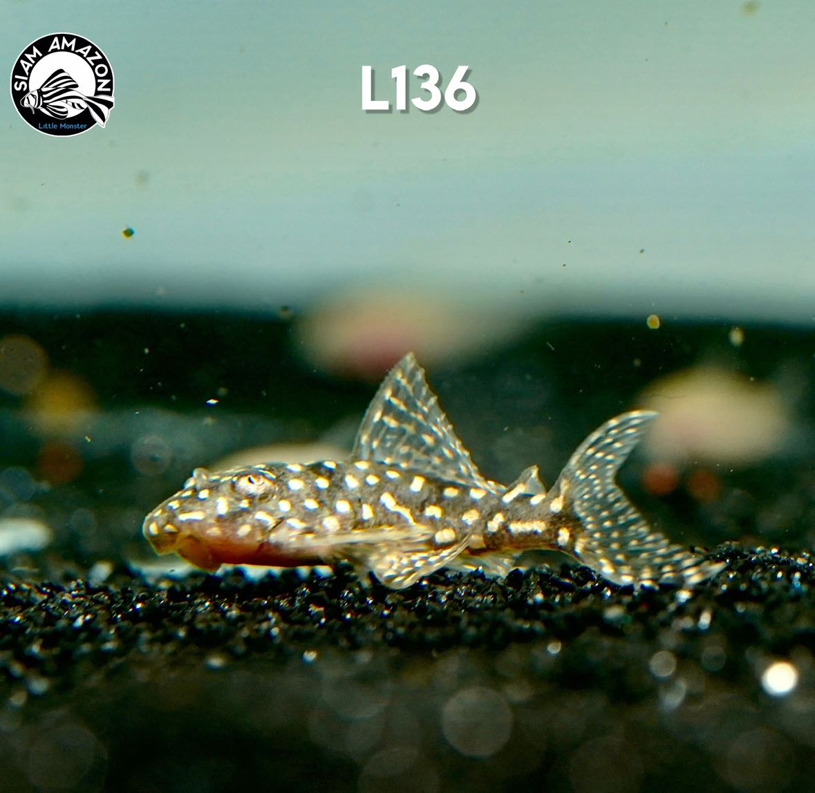 L034 Medusa ไซส์ 2.2-2.5 นิ้ว 🇨🇴 | LINE SHOPPING