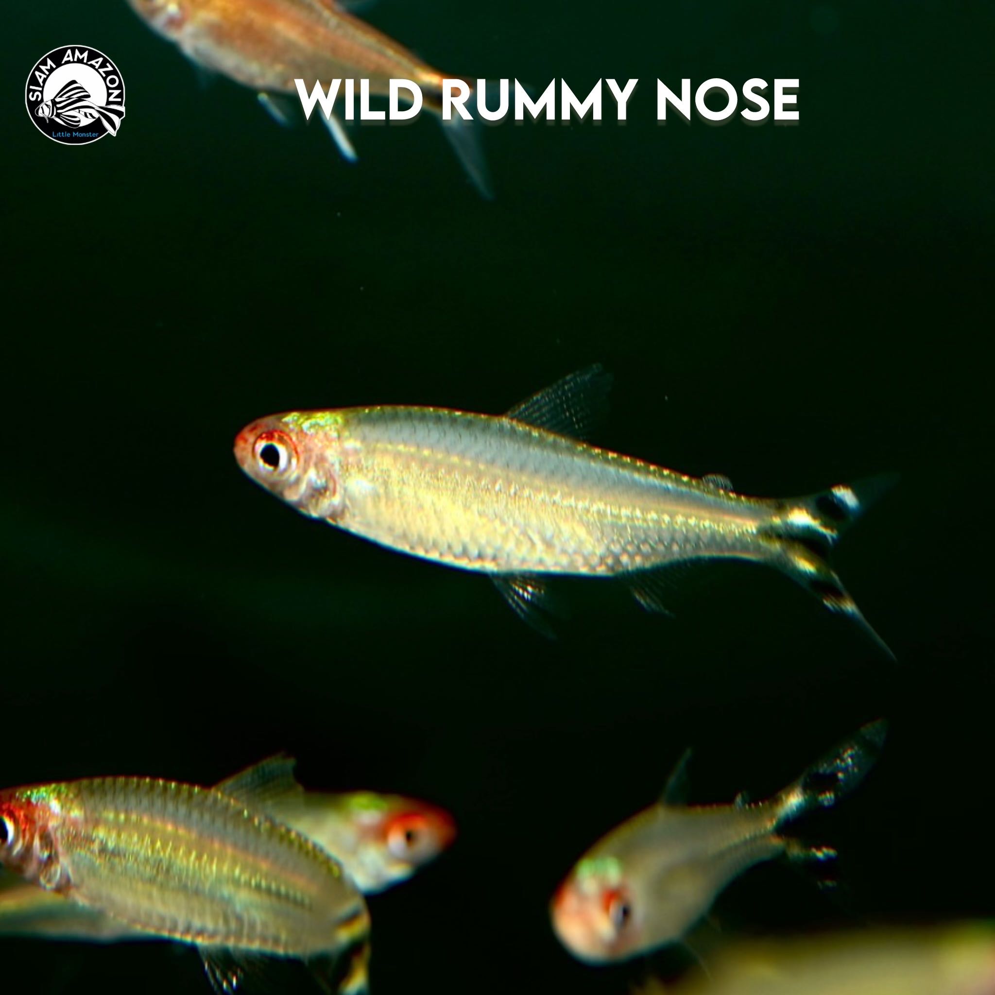 | ปลาฝูง ปลาเล็ก Tetras | LINE SHOPPING