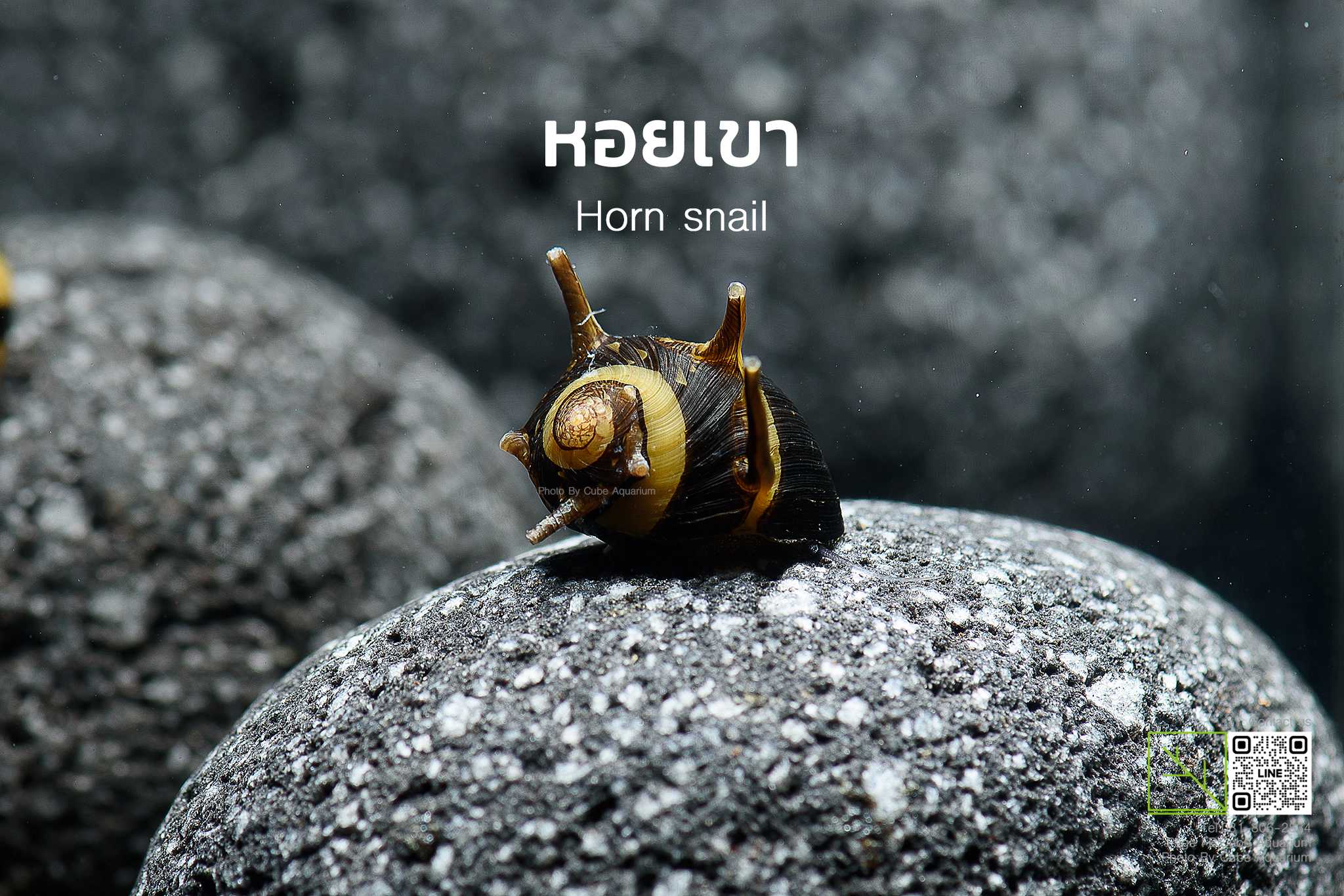 กุ้งยามาโตะ Yamato Shrimp 1” เท่าเหรียญ10 | LINE SHOPPING