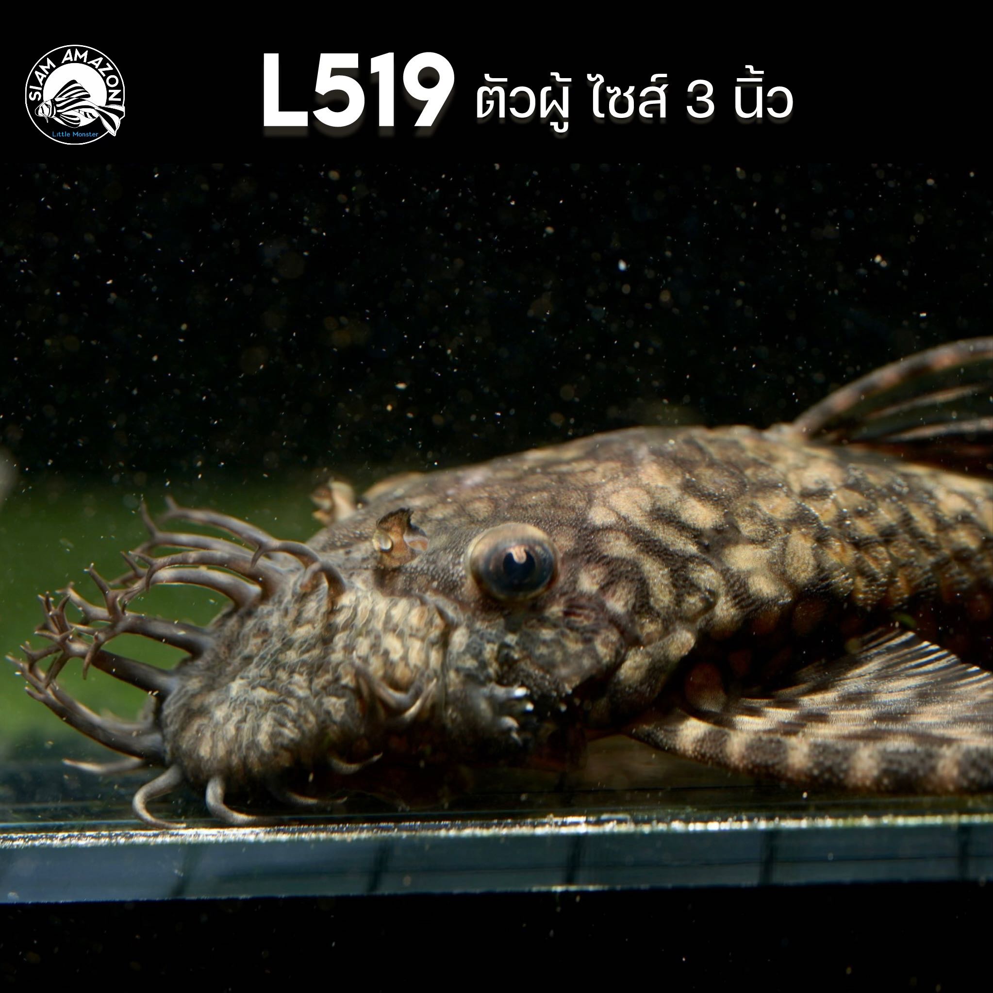 | ปลาดูด ปลาซัคเกอร์ Plecos | LINE SHOPPING